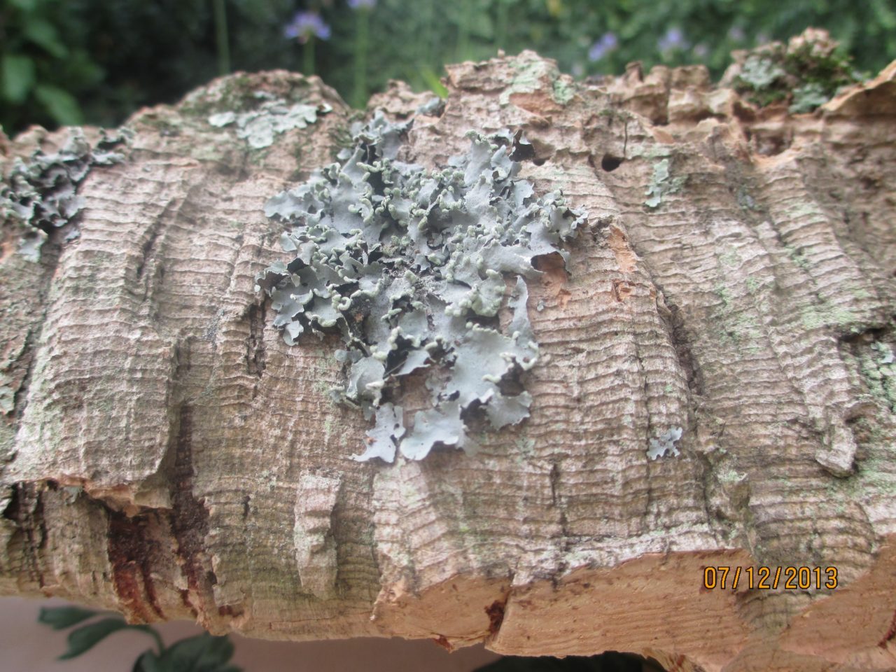 Liège brut | A Fleur de Liège