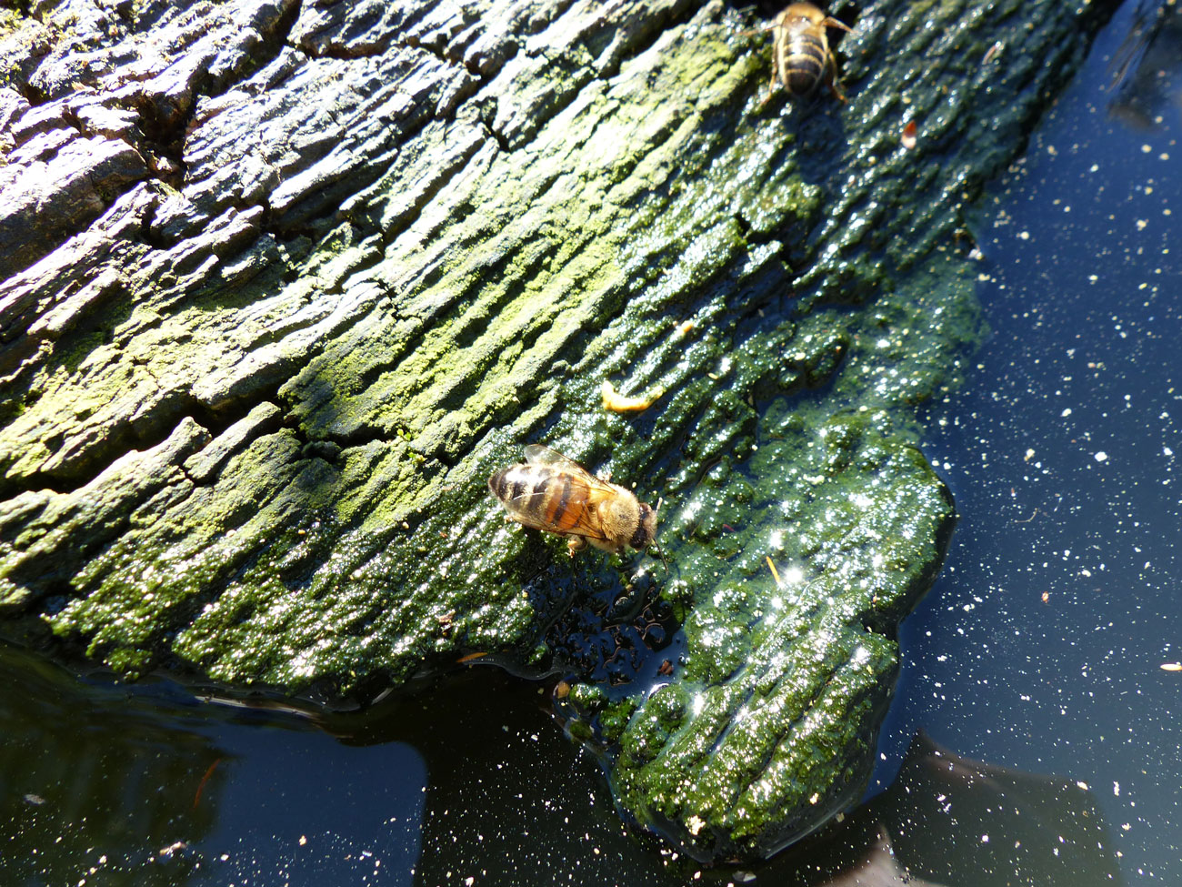 Liège brut | A Fleur de Liège