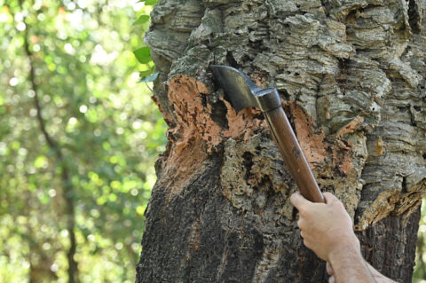 Liège brut | A Fleur de Liège